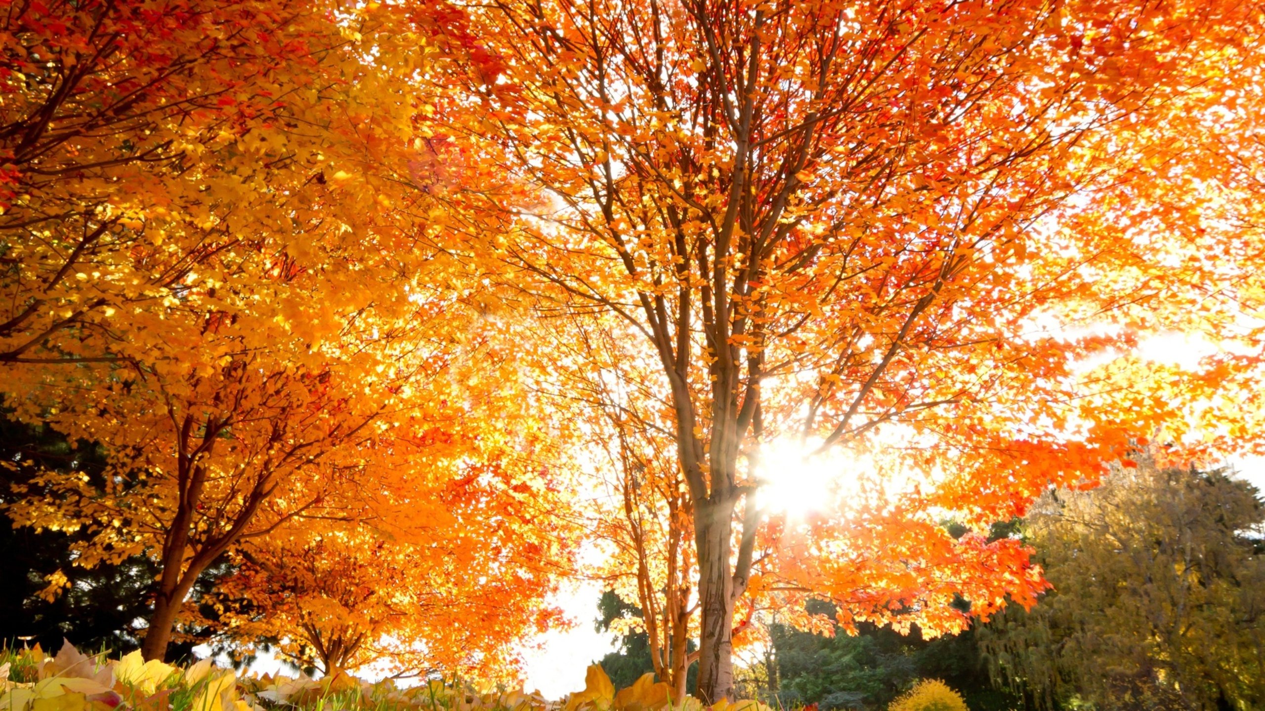 September Nature Images