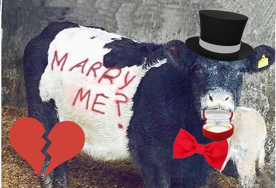 Cow Asks Girl To Marry Him...Farmer Takes The Credit! - Oxygen.ie