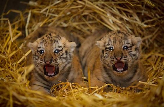 Dublin Zoo Welcomes Two New Tiger Cubs - Oxygen.ie
